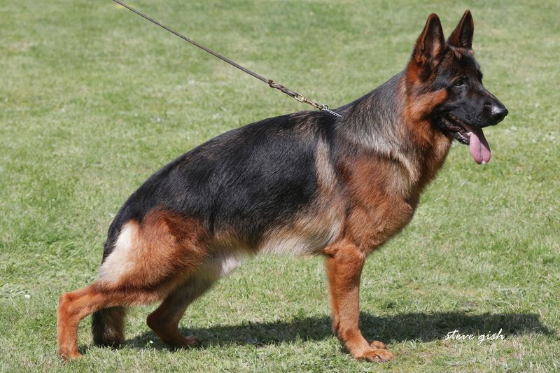 Totti vom Team Schwarzaugen | Hundeprofil - Informationen und Daten