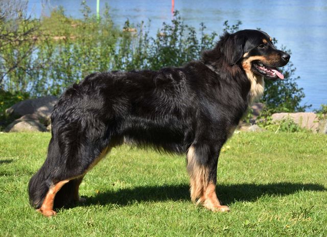 Litter plan from the kennel Skywatch´s: Hofmacher Yocca and Skywatch's ...