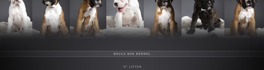 Kennel BOCCA BOX – working-dog