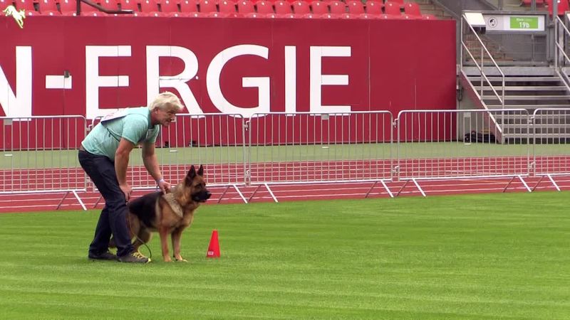 Visca v. DeDe | Hundeprofil - Informationen und Daten