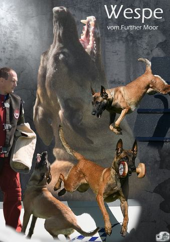 Zucht des Zwingers Occultatum Libera: Jasper vom Streitwald und Wespe ...