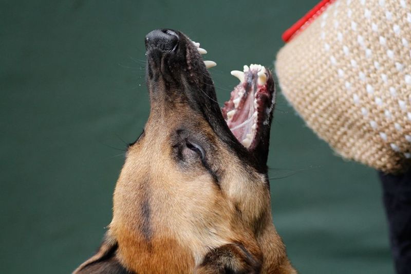 Belgian Tigers Itsy Bitsy | Dog profile - information and data ...