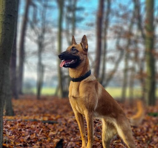 Litter plan from the kennel vom alten Gleis: MadMax von Löwenfels and ...