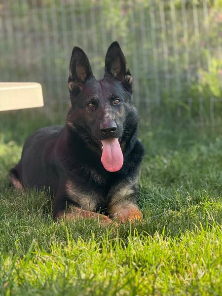 Prada V TecK9s | Hundeprofil - Informationen und Daten – working-dog