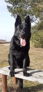 Wurfplanung des Zwingers Vom Haus Veles: Anton von der Aalbude und ...