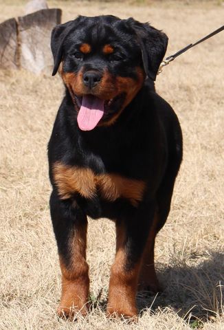 Wurfplanung des Zwingers VOM HEYDEHEIM ROTTWEILERS: King of Stjepanic ...