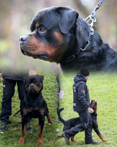 Breed from the kennel vom Rothemühler Forst: Jorik vom Weiltal and ...