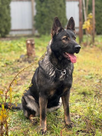 Wurfplanung des Zwingers Vom Haus Veles: Jogi Emor und Cupra Wemani ...