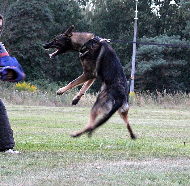 Knurri's Zedor | Hundeprofil - Informationen und Daten