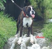 Bärbel von Burg Wassenberg | Dog profile - information and data