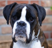 Bärbel von Burg Wassenberg | Dog profile - information and data