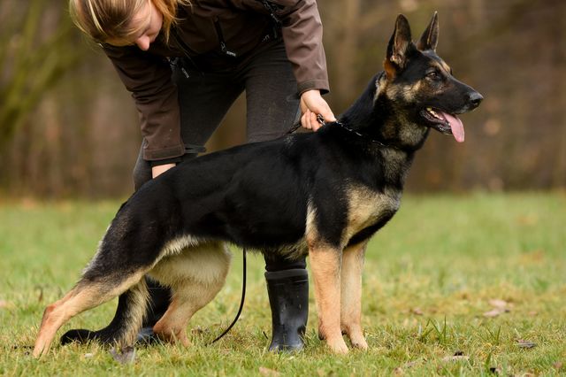 Breed from the kennel Duineri: Regan Ja Na Ka and Ducati Fatymona ...