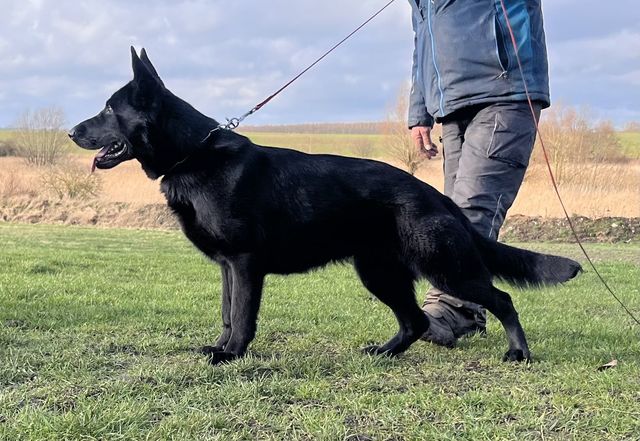 Wurfplanung des Zwingers Richi’s: Merlin von der Labach und Richi's ...