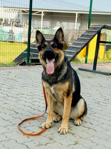 Wurfplanung des Zwingers Vom Haus Veles: Knurri's Uraz und Aurora vom ...