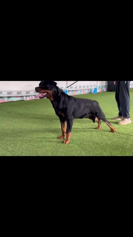 Elan von der Bleichstrasse | Dog profile - information and data