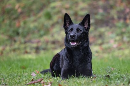 Wurfplanung des Zwingers vom Wolfsheim Suisse: Merlin von der Labach ...