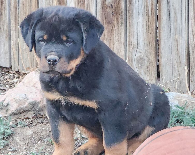 Balou A Angel vom Himmel | Hundeprofil - Informationen und Daten