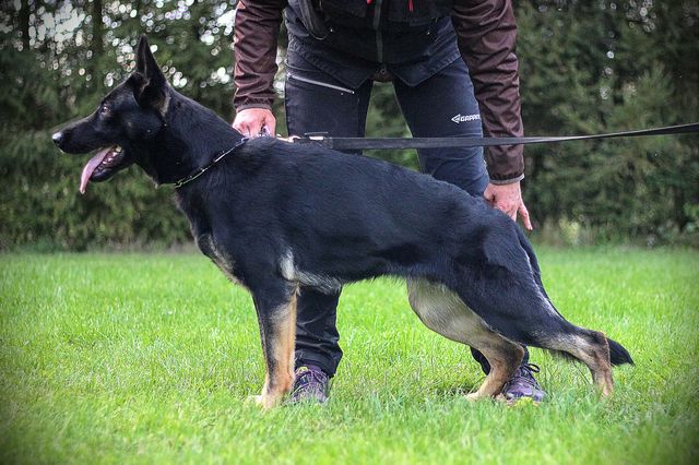 Zucht des Zwingers Malum Sezaris: Nico z Lomeckého polesí und Hell ...