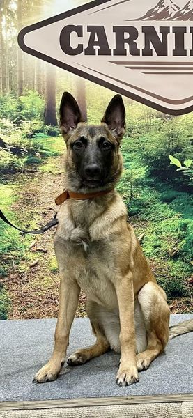 Bazinga Sic Erat In Fatis | Hundeprofil - Informationen und Daten