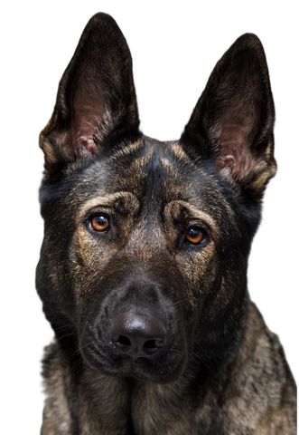 Zucht des Zwingers von Hause Harand: Lino de Zimbris und Suree Akira ...