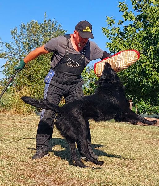 Thor des Crocs du Quercy (06.12.2022) | Hundeprofil - Informationen...