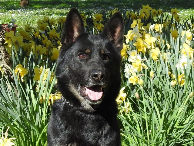 Zucht des Zwingers dei Lupi Invicti: Ingo von Pike's Spirit und Viola ...