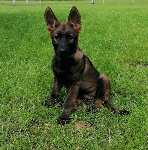 Blub vom Endinger Stern | Dog profile - information and data – working-dog