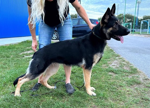 Zucht des Zwingers Golobova: Ares spod Čerenca und Daiwa vom Oberkrain ...