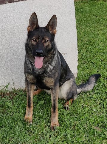 Wurfplanung des Zwingers Felones: Fin Blendy und Izzy Felones – working-dog