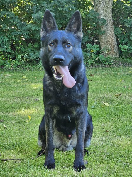 Erwin vom Kranich's Hof | Dog profile - information and data – working-dog