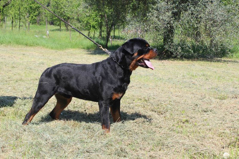 Darko Raoul v.H. Varnier, LO2316218 | Hundeprofil - Informationen u...