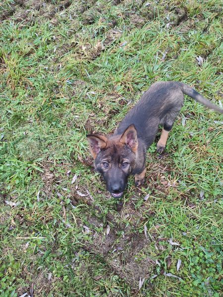 Hiusa Do Narla | Hundeprofil - Informationen und Daten – working-dog
