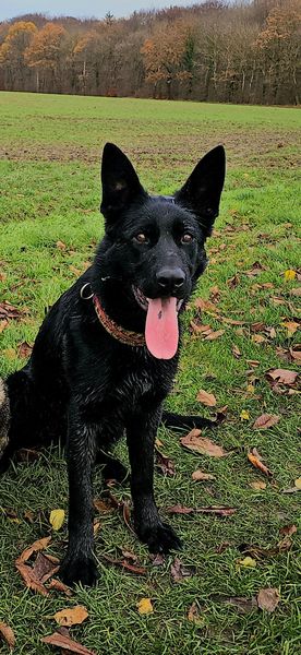 Bagira vom Endinger Stern | Dog profile - information and data