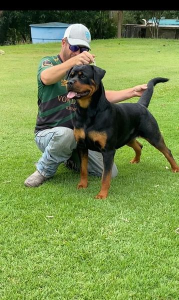 Qeira z Města Velvar | Dog profile - information and data