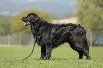 Zucht des Zwingers Angels Of Eden: Rocco ex Horto Albo und Plattensee ...