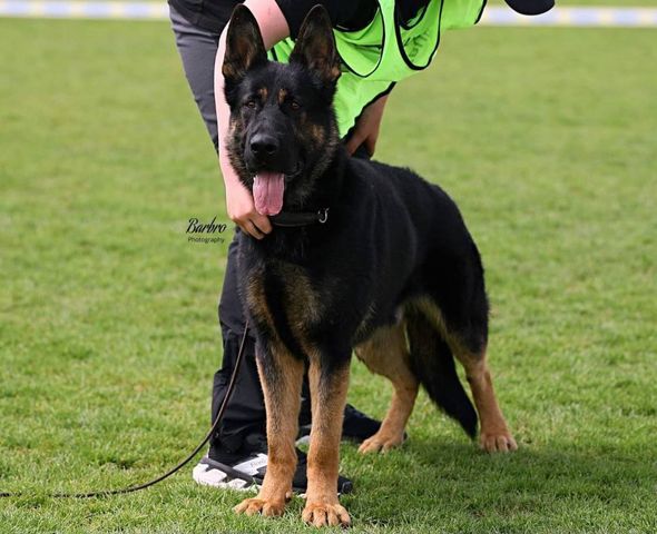 Breed from the kennel Vom Haus Veles: Knurri's Uraz and Aurora vom ...