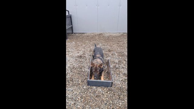 Ares Beast from the East | Dog profile - information and data