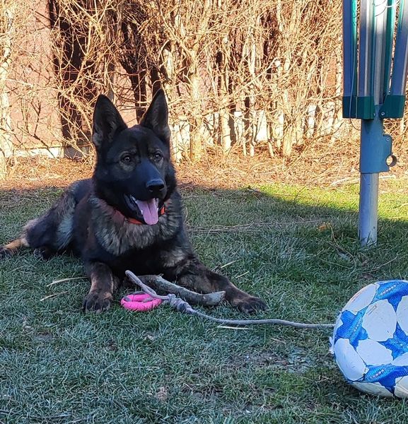 Banshee z Lomeckého polesí | Hundeprofil - Informationen und Daten