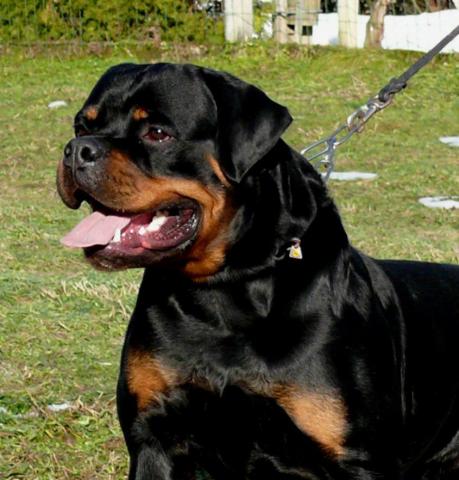 Zucht des Zwingers Steintor Rott: Ashke Majestic Rott und Centa (HKS/HR ...