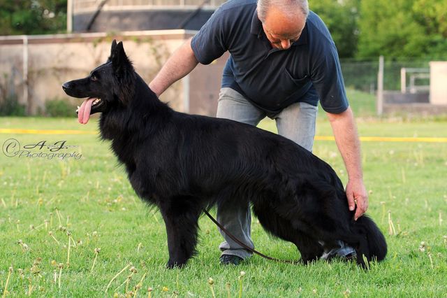 Breed from the kennel Crazy wolves (breed rental): Pablo von der ...