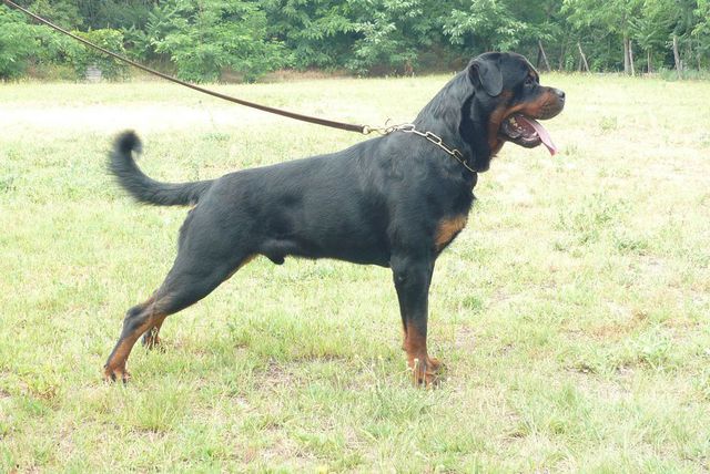 Breed from the kennel vom Hanfburg: Black Rott Hungary Pongo and Ada ...