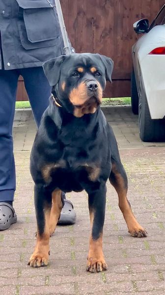 Kuba aus der Wildnis | Hundeprofil - Informationen und Daten