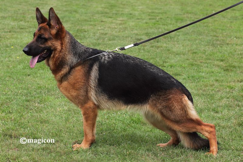 Panja vom Eldoradhaus | Hundeprofil - Informationen und Daten