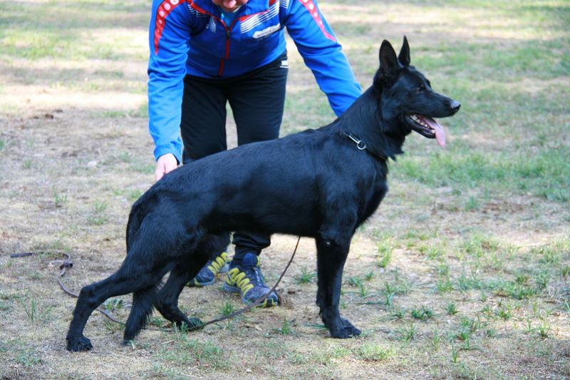 Bashan von Picasso | Hundeprofil - Informationen und Daten