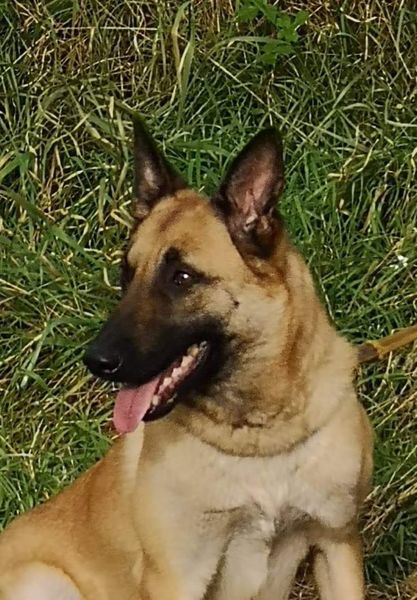 Jenos' Zafir | Hundeprofil - Informationen und Daten