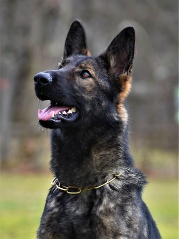 Zucht des Zwingers Alternate Attack's: Bold Dogs for Living und Zelda ...