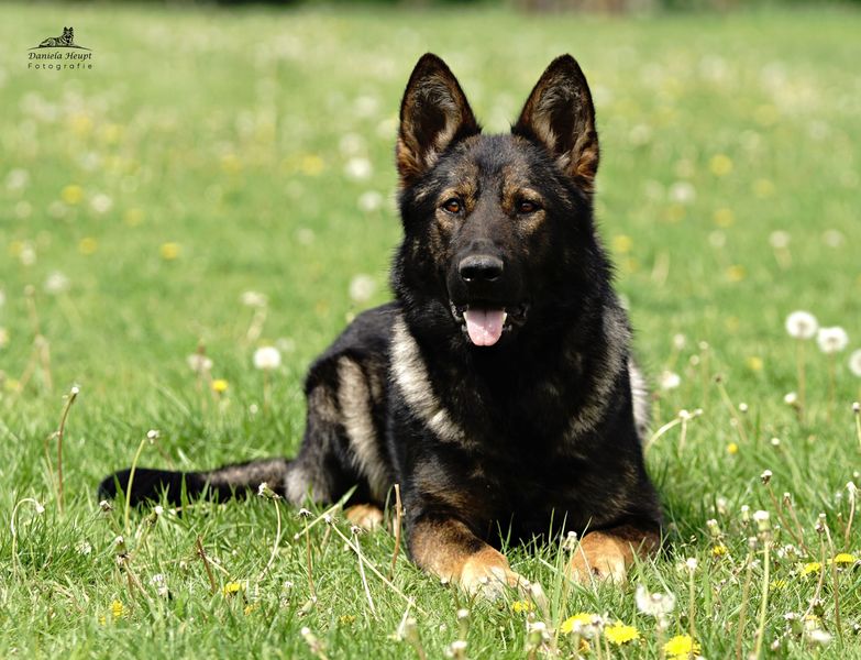 Minette vom Hochheimer Stein | Dog profile - information and data