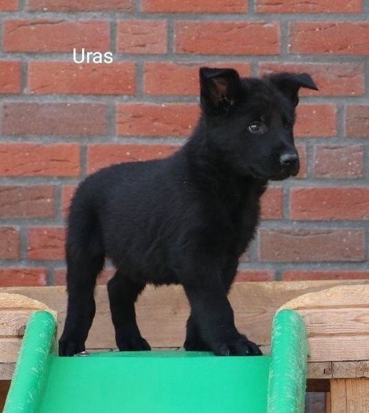 Uras vom Erdbeerlord | Hundeprofil - Informationen und Daten – working-dog