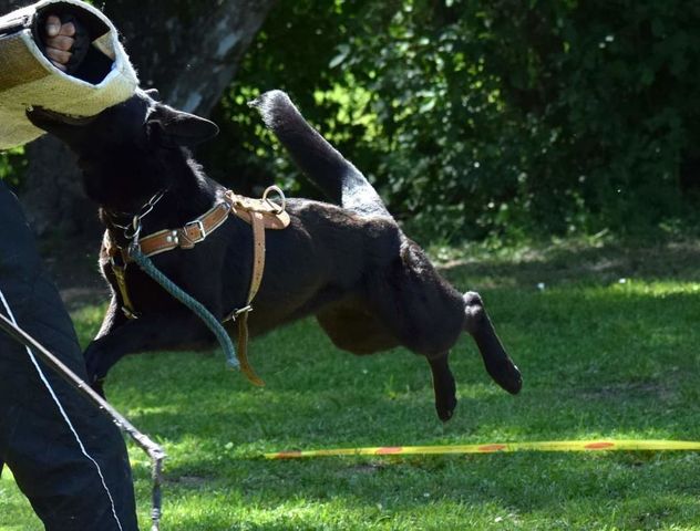 Litter plan from the kennel Vonkebles: Charlie von der Teufelskehle and ...