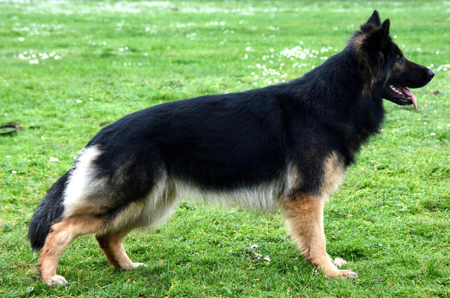 Breed from the kennel Crazy wolves (breed rental): Pablo von der ...